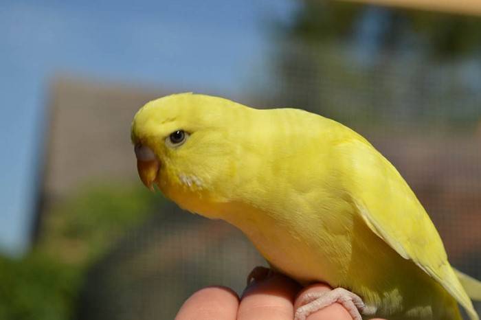 Exploring the Lifespan of Canaries: How Long Can These Beloved Birds Live?