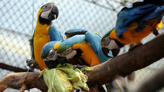 Do Parrots Have Emotions: What Science Says