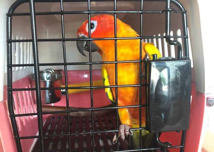 Tips and Tricks for Choosing Airline Approved Bird Carriers