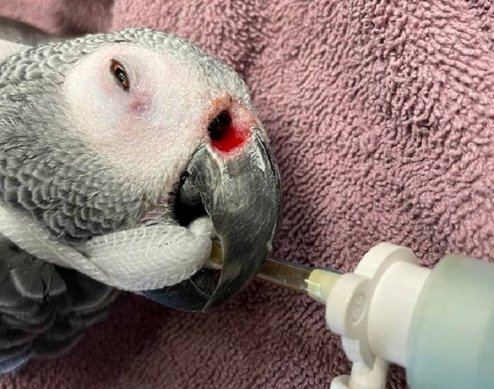 How to Spot and Address Parakeet Eye Infections – 5 Essential Tips