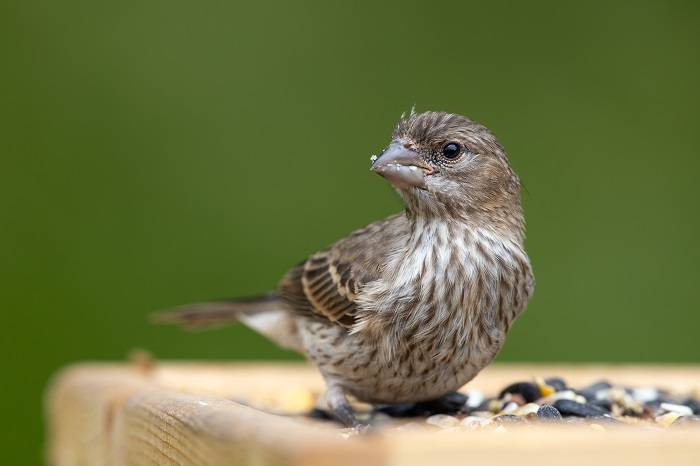 Female House Finch vs. Sparrow: Exploring the Unique Characteristics of ...