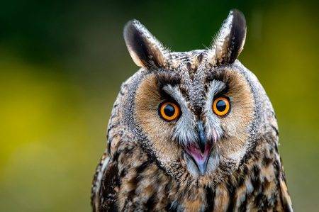 Dispelling the Myth: Are Owls Really Bad Luck? Exploring the ...