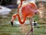Beak Diversity: Exploring the Remarkable Adaptations of Birds