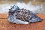 Understanding Why Birds Puff Up: Decoding the Enigmatic Behavior of ...