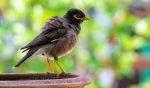 Understanding Why Birds Puff Up: Decoding the Enigmatic Behavior of ...