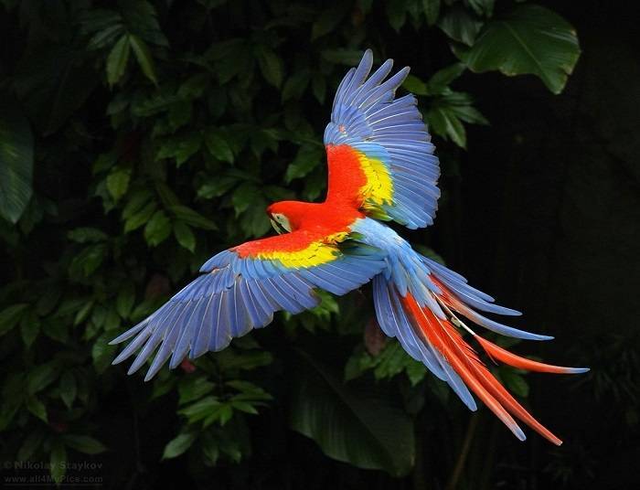 Exploring the Color Preferences of Birds: Understanding What Attracts Them