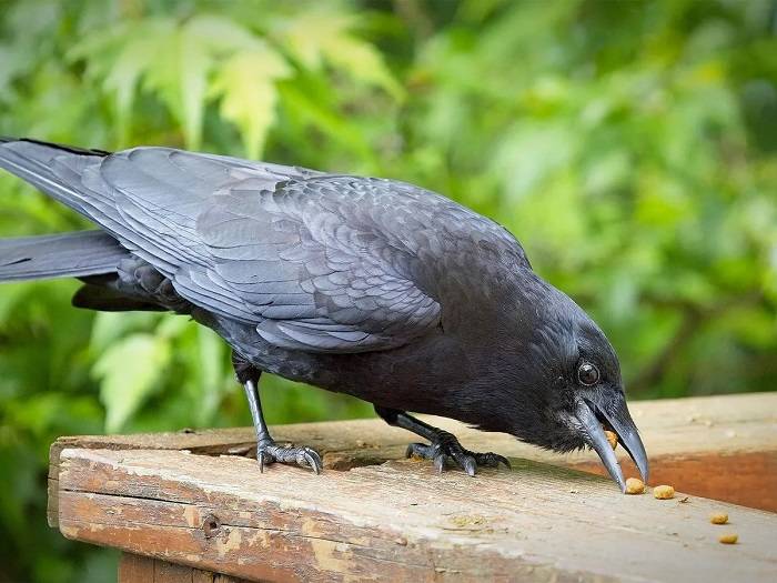 The Surprising Predatory Habits of Crows: Do Crows Eat Rats?