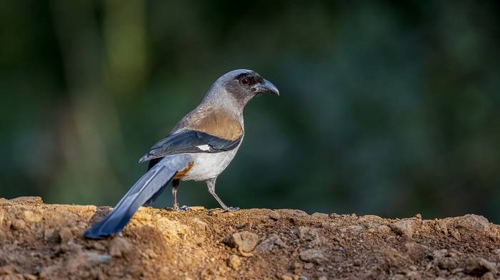 Ground-Dwelling Wonders: Exploring the Fascinating World of On-the ...