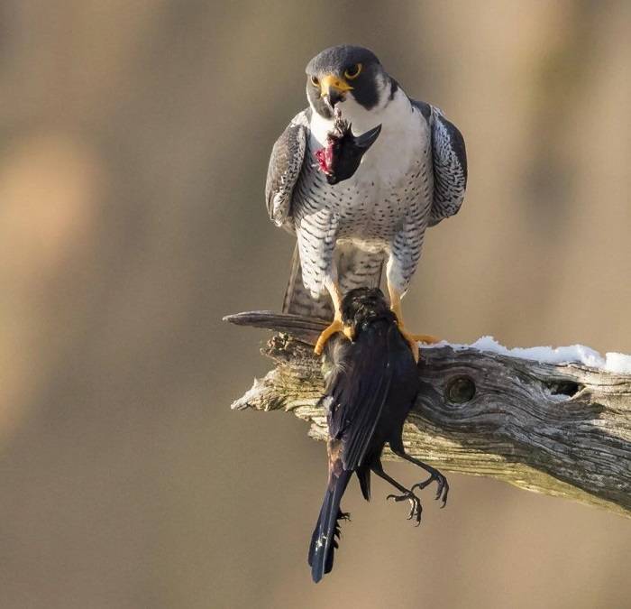Clash of the Titans: Hawks vs. Crows – Understanding Nature's Aerial ...