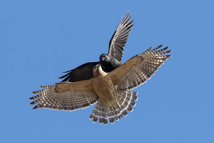 Clash of the Titans: Hawks vs. Crows – Understanding Nature's Aerial ...