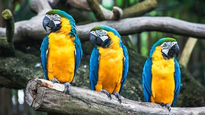 Understanding Why Your Bird Is Shaking: Causes and Solutions