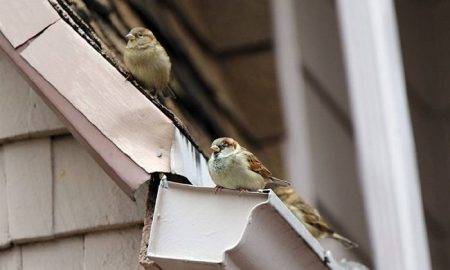 How to Safely Remove a Bird from a Building with High Ceilings: A ...