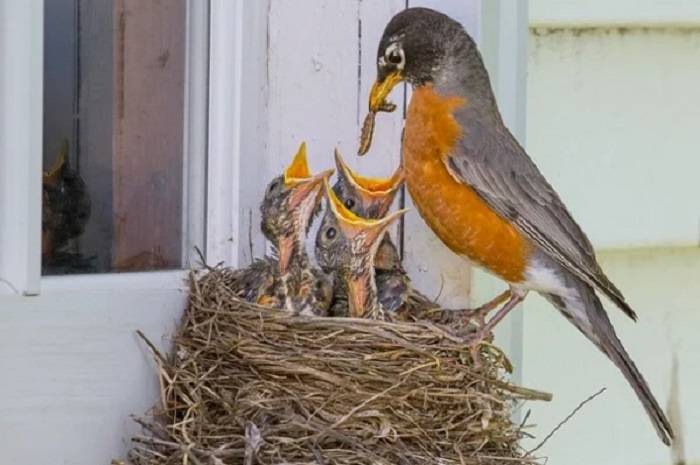 How to Safely Remove a Bird from a Building with High Ceilings: A ...