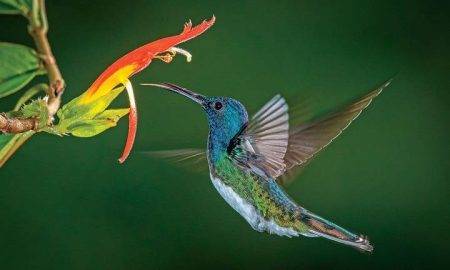 Understanding Hummingbird Behavior: The Intriguing Dynamics of Chasing