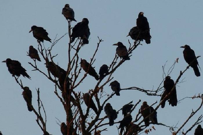 The Gathering of Crows: Exploring the Intriguing Behavior of Crow ...