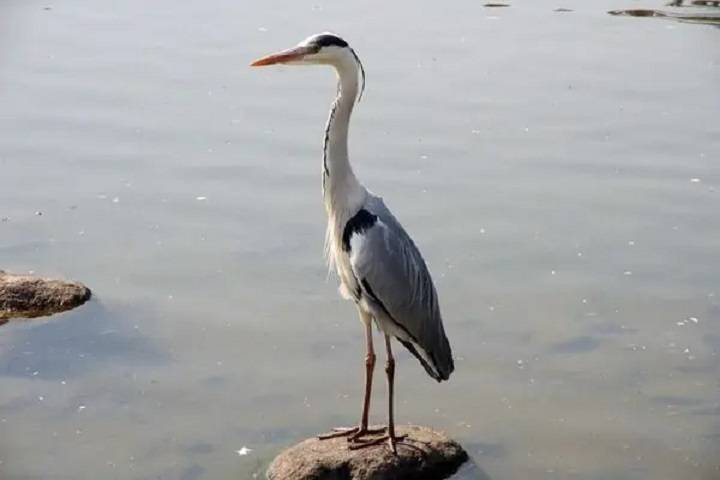 Beak Diversity: Exploring the Remarkable Adaptations of Birds