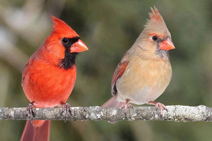 The Radiant Colors of Cardinals: Exploring the Beauty and Significance ...