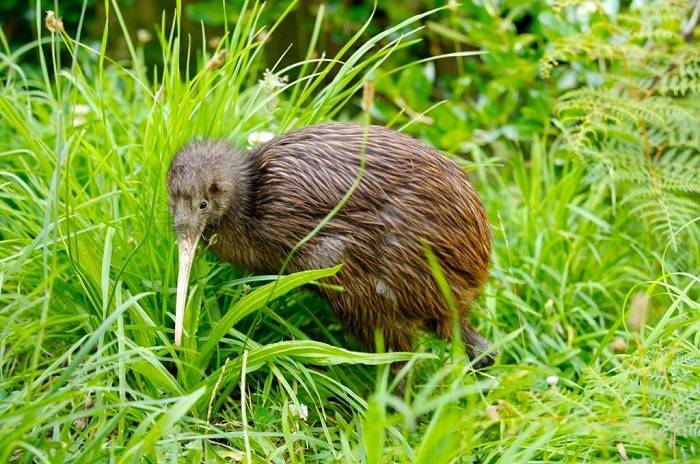 Exploring the Enigmatic Habitat of the Kiwi Bird: A Journey into New ...