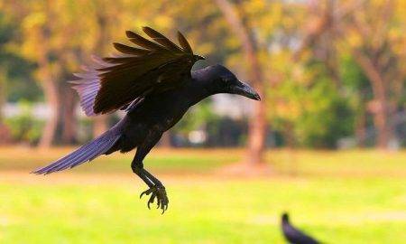 Understanding Crow Behavior: Do Crows Attack Humans?