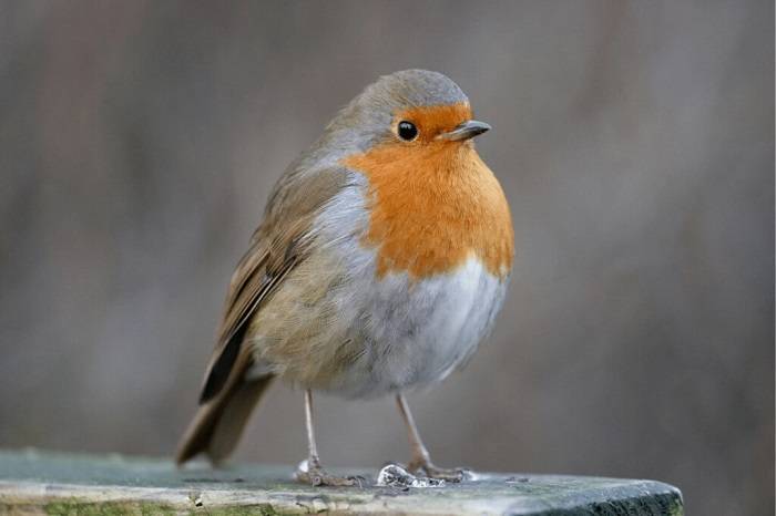 Where Do Robins Sleep? Unraveling the Mystery of Nighttime Roosting Habits