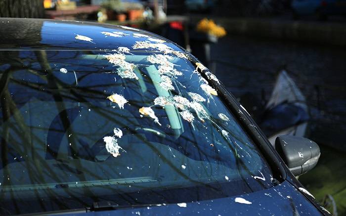 Deciphering the Bird Droppings: What Does It Mean When Birds Poop on ...