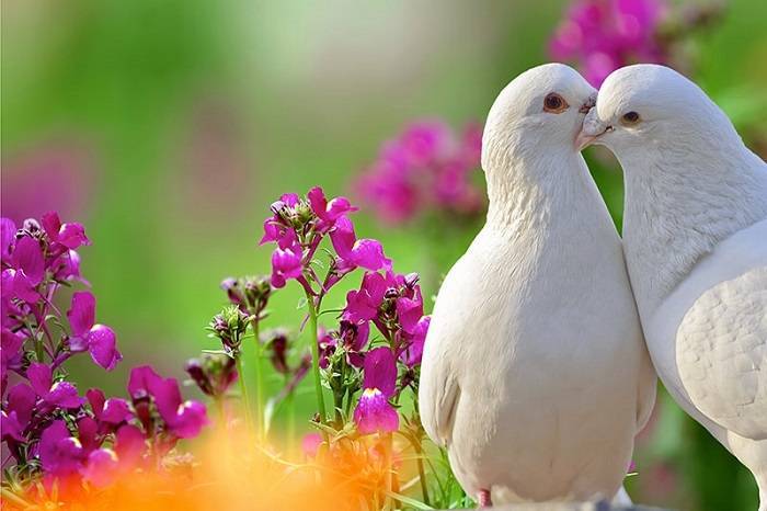 Unveiling the Symbolism: Exploring the Meaning Behind White Birds