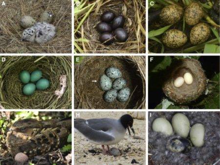 Discover the Secrets of Bird Egg Identification
