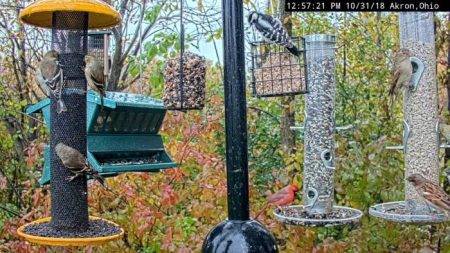 The Best Bird Feeding Station Ideas for Nature Lovers