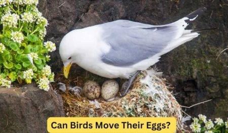 Understanding Seagull Nesting Behavior: How Long Do Seagulls Nest For?