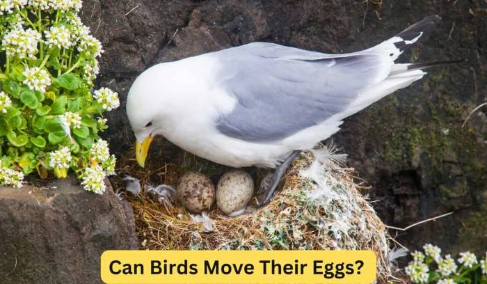 Understanding Seagull Nesting Behavior: How Long Do Seagulls Nest For?