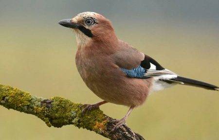 A Closer Look at the Gender Dynamics of the Jay Bird in the UK