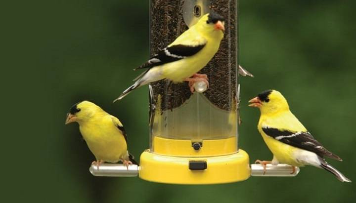 Unlocking the Secrets of Niger Seed Feeders: Benefits, Tips