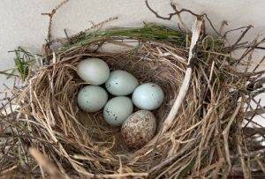 Discover the Secrets of Bird Egg Identification