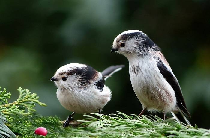 Nurturing Nature: A Guide to Bird Feeders for Small Birds