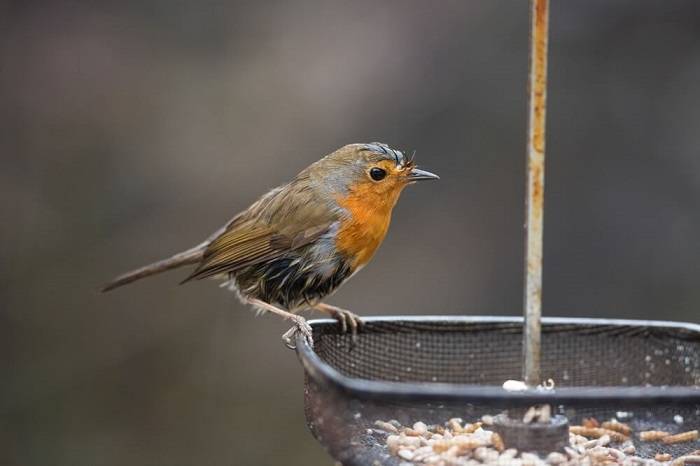The Best Robin Feeder Designs for Your Garden