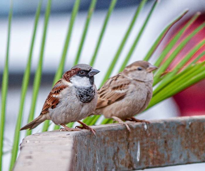 Unraveling the Intriguing Dynamics of House Sparrows: A Comprehensive ...