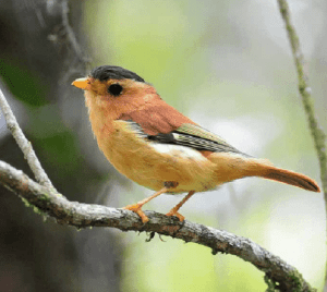 "White Bird from Rio": Unraveling the Mysteries of the Spectacular Rio ...