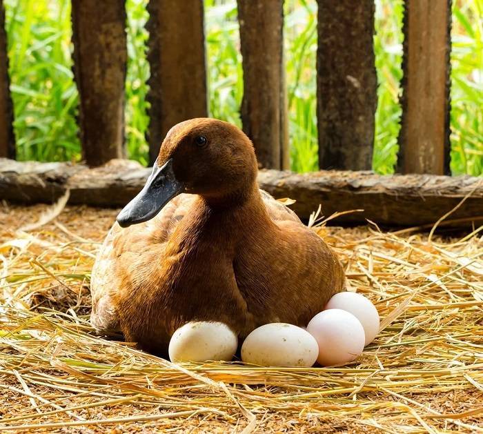 Inside the Haven: The Serene World of a Bluebird Nest