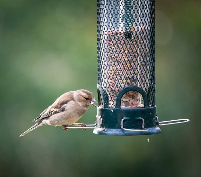 Top 5 Bird Stores Near Me: Find the Perfect Avian Haven!