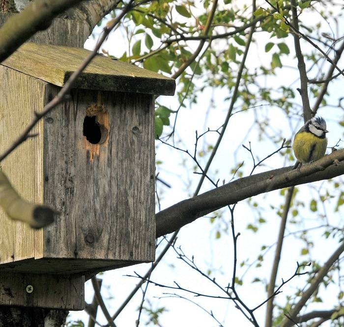 Finding the Perfect Perch: Where to Hang Your Birdhouse