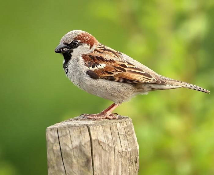 Unraveling the Intriguing Dynamics of House Sparrows: A Comprehensive ...
