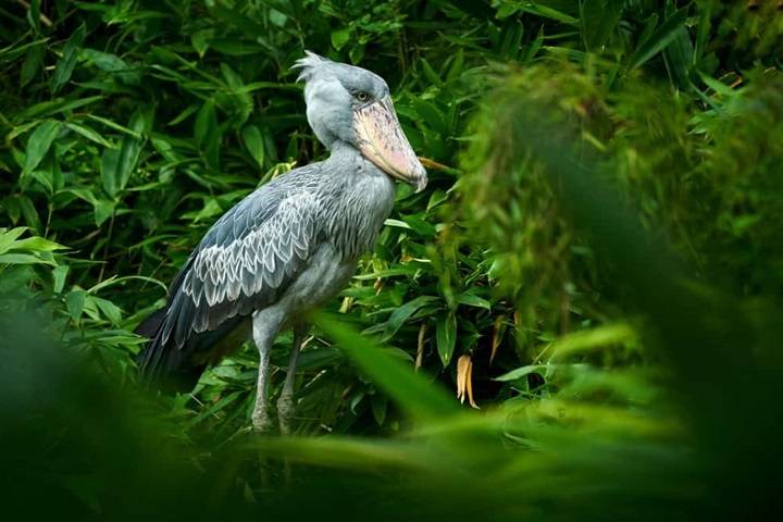 Unveiling the Majestic Giants: Exploring the Largest Birds in the World
