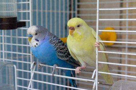 Feathered Beauties: Top Bird Names for Girls