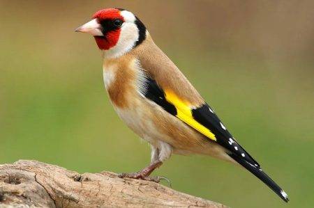 Meet These Colorful Birds with Red Heads