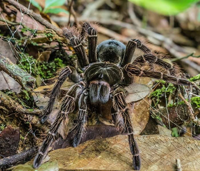 The Incredible Size of the Goliath Bird Eating Spider
