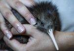 Unraveling the Mysteries of the Kiwi Bird: A Comprehensive Exploration ...