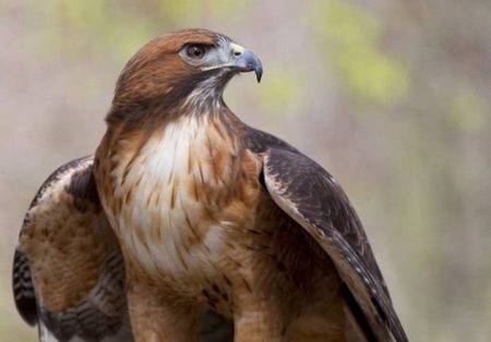 Unlocking the Mysteries of Hawk Predation: Do Hawks Eat Deer?