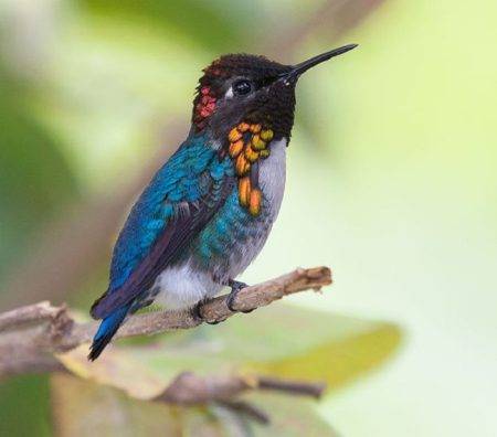 The Tiniest Avian Wonders: Meet the Smallest Birds on Earth
