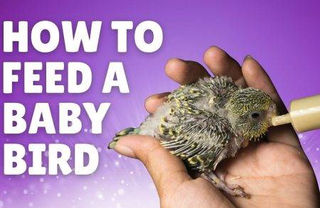 Essential Diet Guide for Caring for a Baby Bird