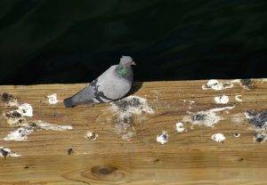 The Science Behind Why Bird Poop is White